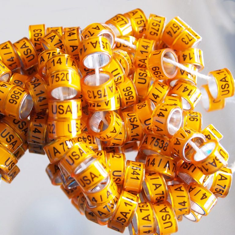 Pigeon Rings - CNCPROTOLAB-CNC PROTO LAB