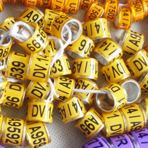 Pigeon Rings - CNCPROTOLAB-CNC PROTO LAB