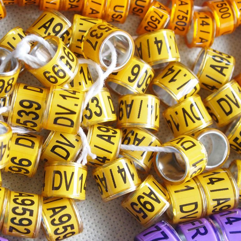 Pigeon Rings - CNCPROTOLAB-CNC PROTO LAB